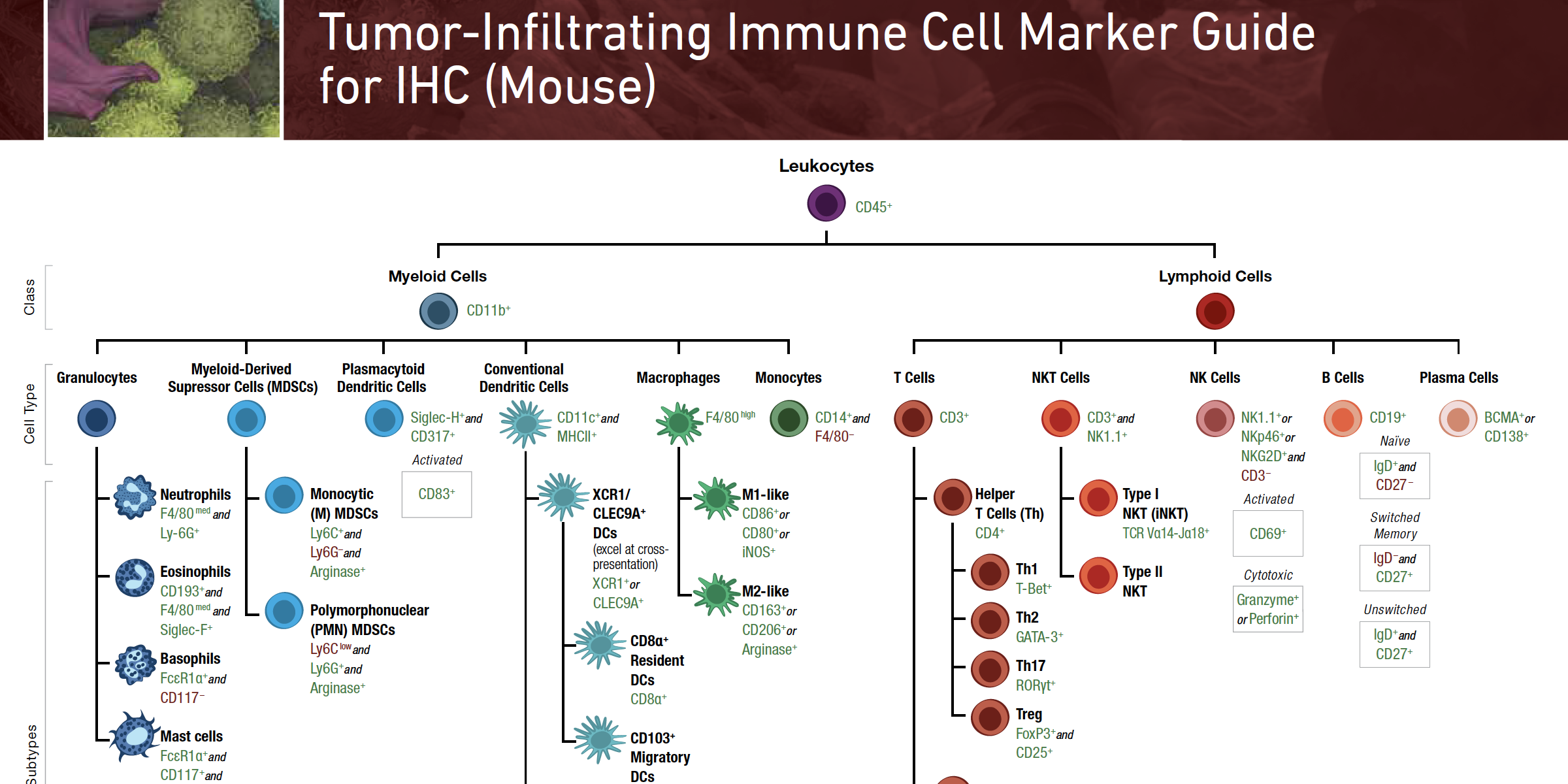 More Than a Phenotype: a Guide to Assessing Tumor-infiltrating Immune Cell Types and Functions